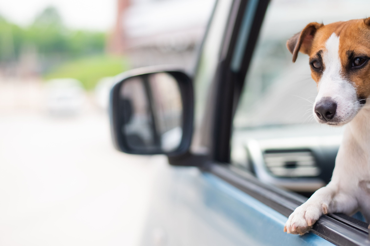 Pets in a Vehicle – How to Travel Safely With Your Furry Friend to ...