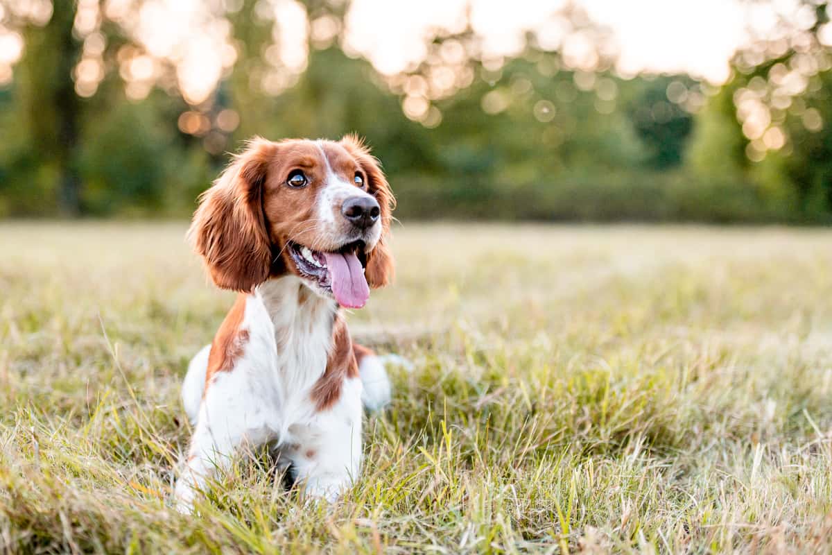 Understanding Owner Liability For Dog Bites Understanding Owner Liability For Dog Bites